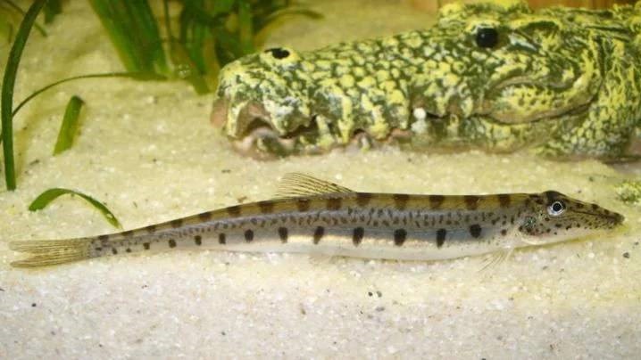 Horseface Loach: Habitat, Care, Aquarium Maintenance