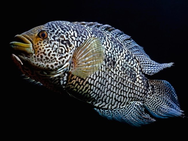 Jaguar Cichlid: Habitat, Care, Aquarium Maintenance