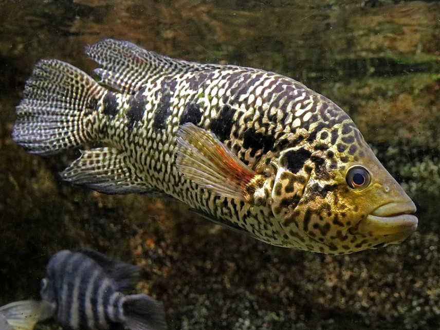 Jaguar Cichlid: Habitat, Care, Aquarium Maintenance