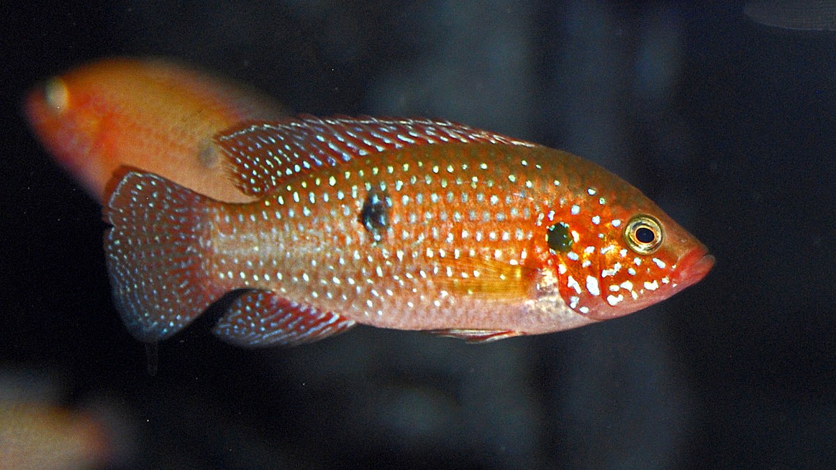 Jewel Cichlid: Habitat, Care, Aquarium Maintenance