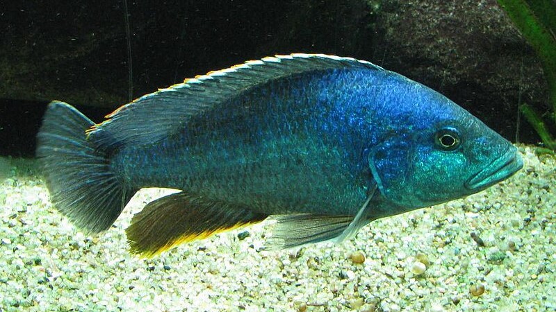 Kaligono: Habitat, Care, Aquarium Maintenance