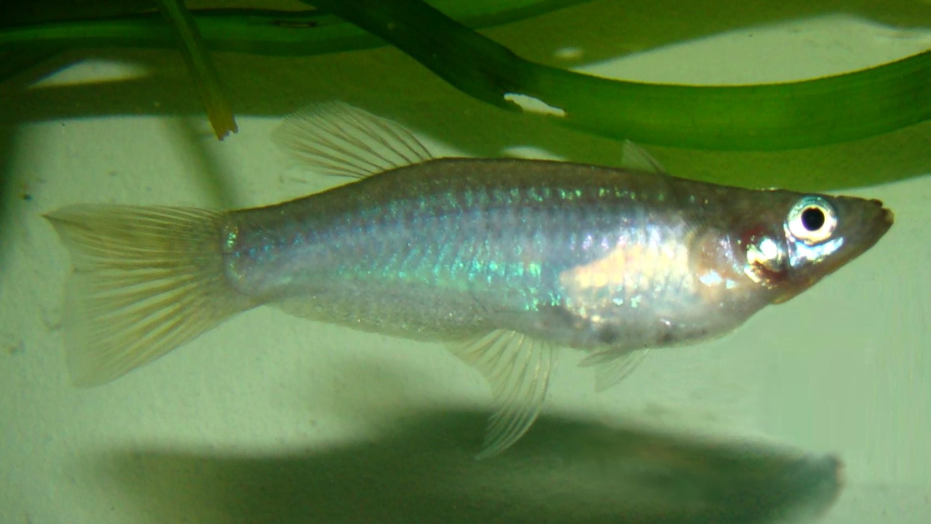 Knife Livebearer: Habitat, Care, Aquarium Maintenance