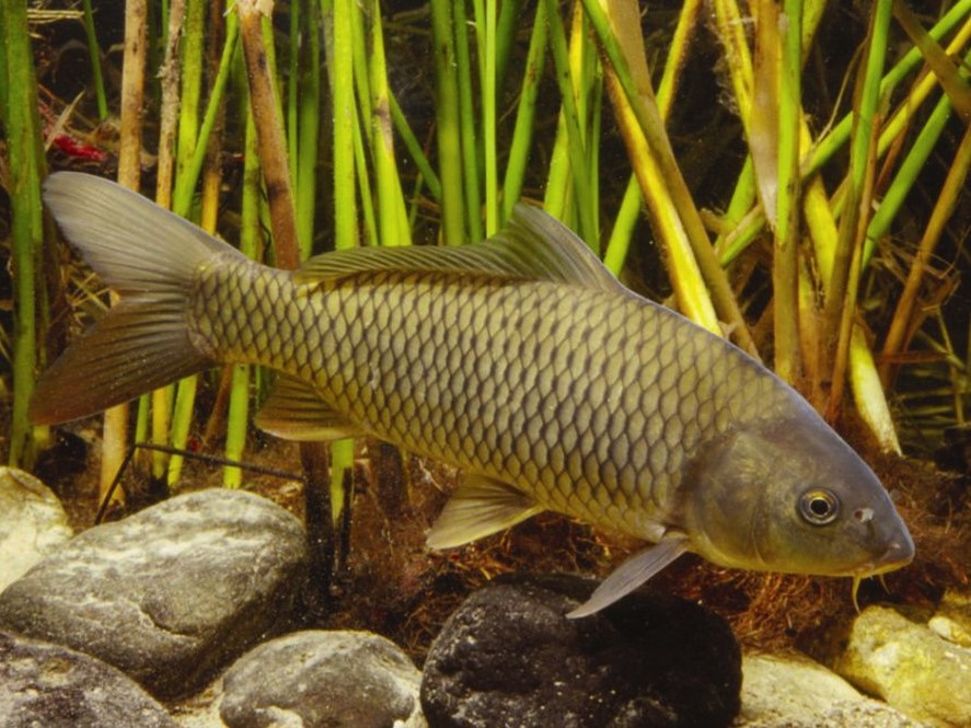 Koi (Common Carp): Habitat, Care, Aquarium Maintenance