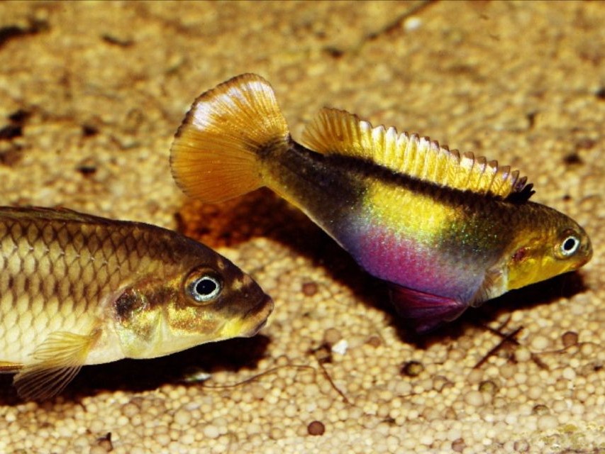Kribensis, Krib (Pelvicachromis Taeniatus): Habitat, Care, Aquarium ...