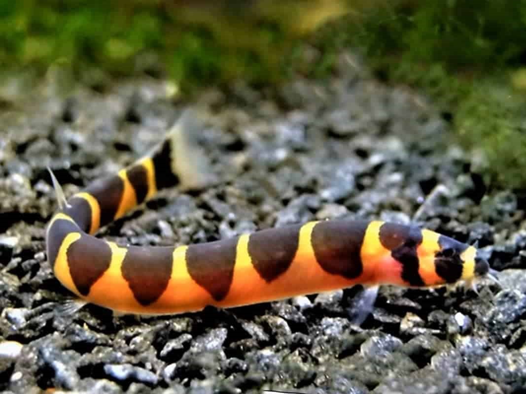 Kuhli Loach: Habitat, Care, Aquarium Maintenance