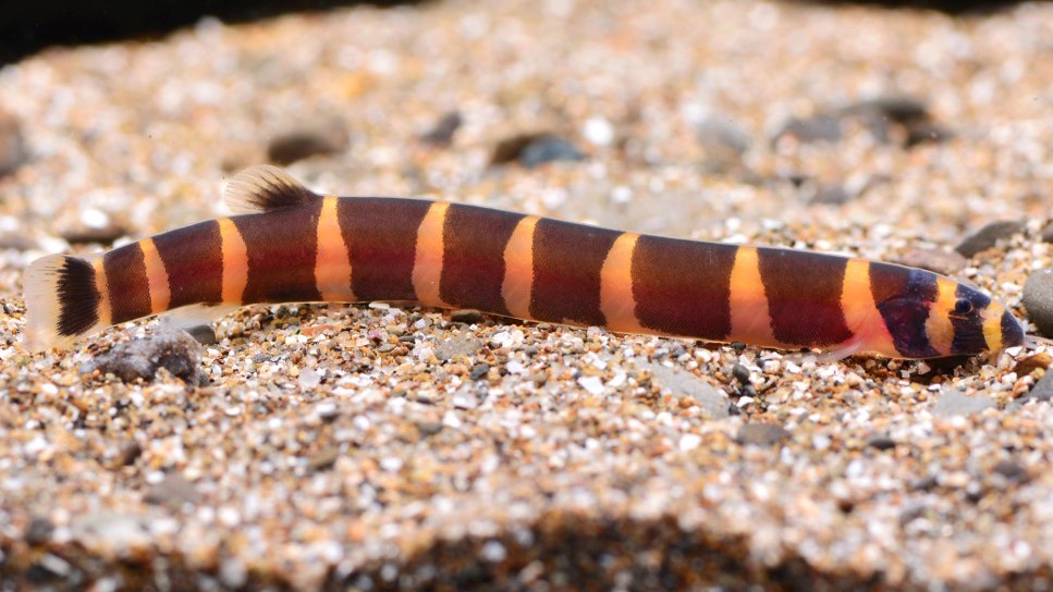 Kuhli Loach: Habitat, Care, Aquarium Maintenance