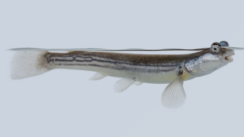 Largescale Four-Eyed Fish: Habitat, Care, Aquarium Maintenance