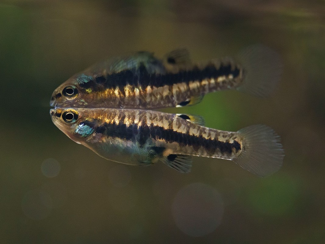 Least Killifish: Habitat, Care, Aquarium Maintenance