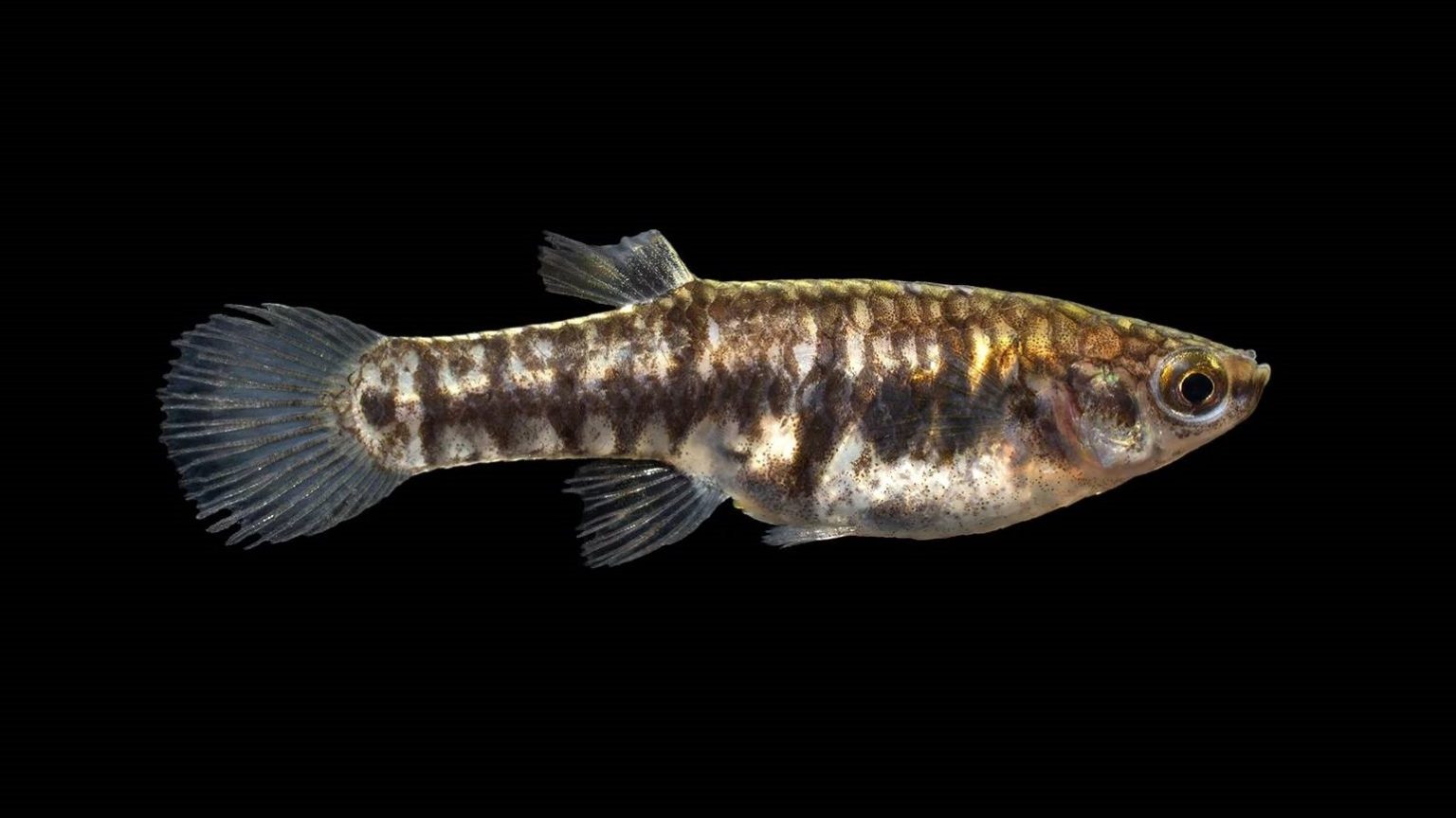 Aquarium Fish Species - Fello.pet