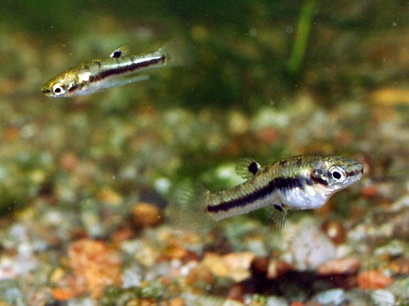 Least Killifish: Habitat, Care, Aquarium Maintenance