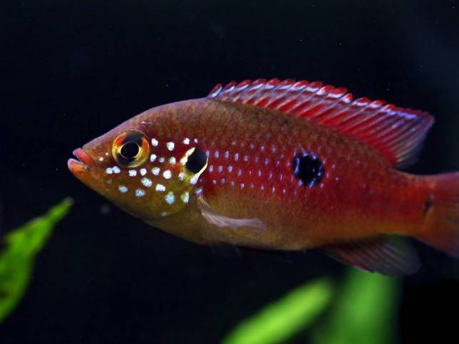 Lifalili Jewel Cichlid: Habitat, Care, Aquarium Maintenance