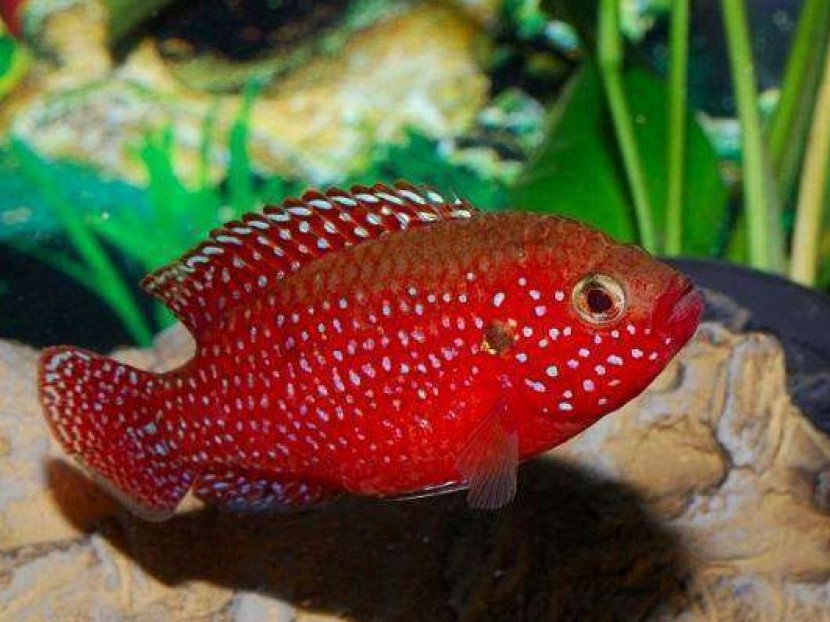 Lifalili Jewel Cichlid: Habitat, Care, Aquarium Maintenance