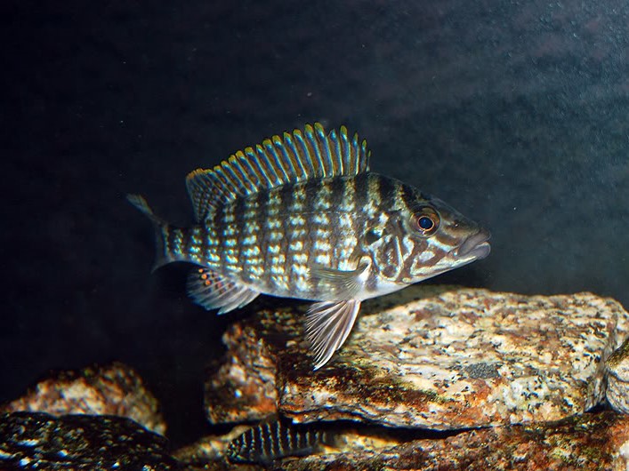 Lobochilotes Labiatus: Habitat, Care, Aquarium Maintenance