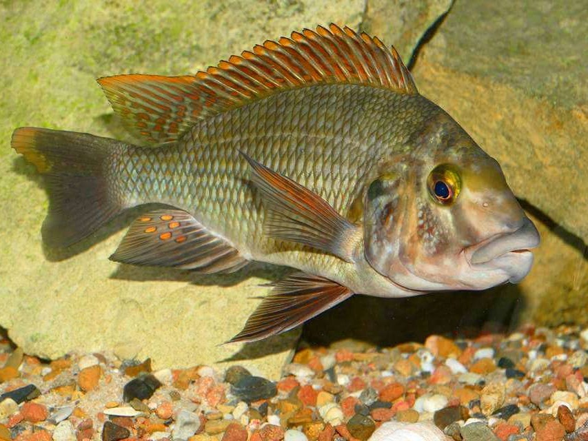 Lobochilotes Labiatus: Habitat, Care, Aquarium Maintenance