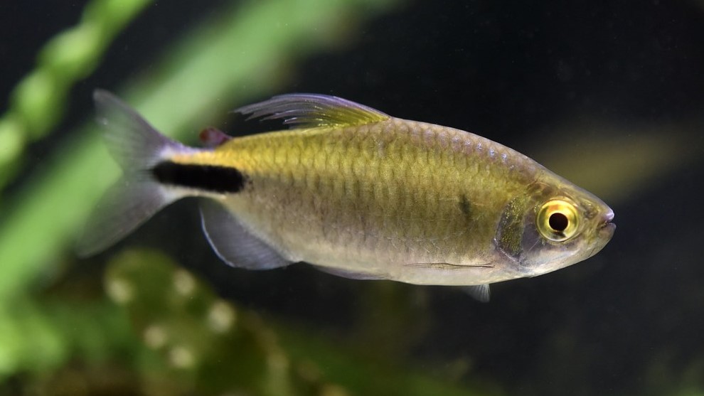 Long-Fin Tetra: Habitat, Care, Aquarium Maintenance