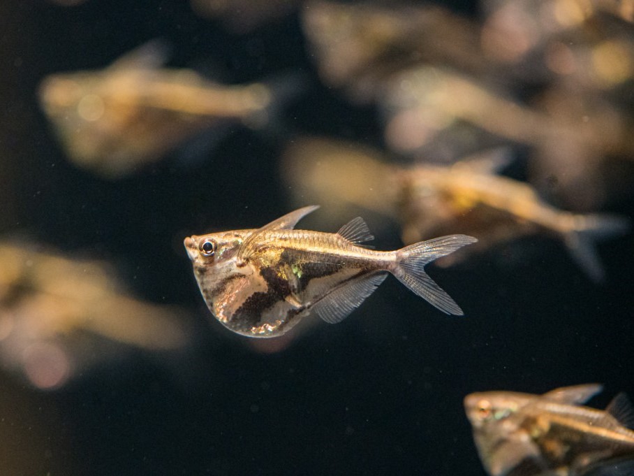 Marbled Hatchetfish: Habitat, Care, Aquarium Maintenance