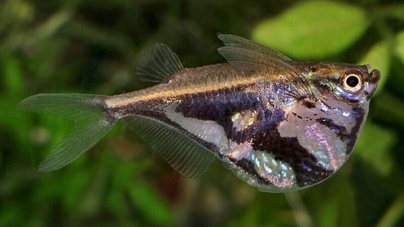 Marbled Hatchetfish: Habitat, Care, Aquarium Maintenance