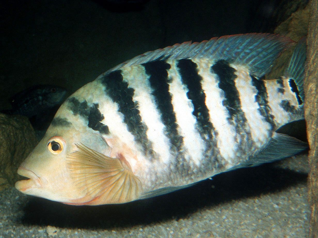 Mayan Cichlid: Habitat, Care, Aquarium Maintenance