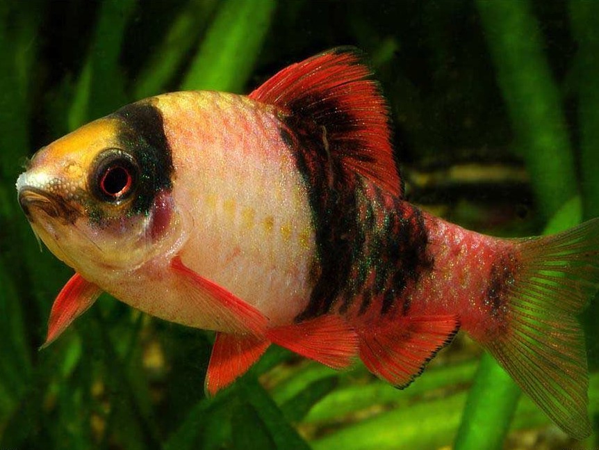 Melon Barb: Habitat, Care, Aquarium Maintenance