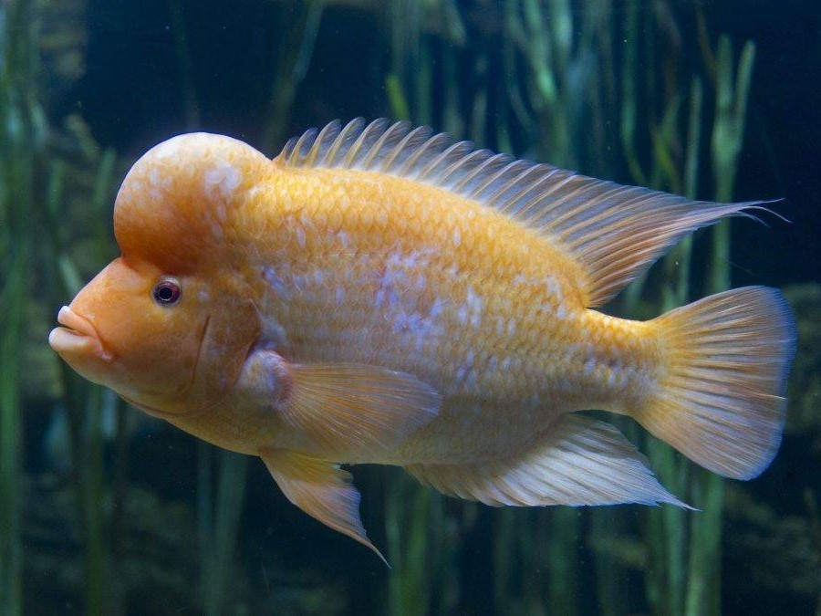 Midas Cichlid: Habitat, Care, Aquarium Maintenance