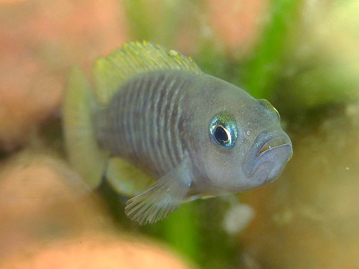 Neolamprologus Multifasciatus: Habitat, Care, Aquarium Maintenance