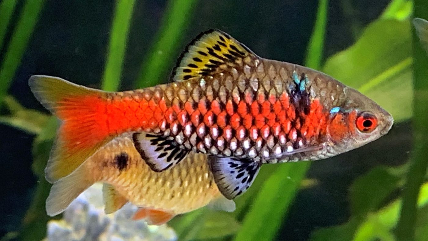 Odessa Barb: Habitat, Care, Aquarium Maintenance