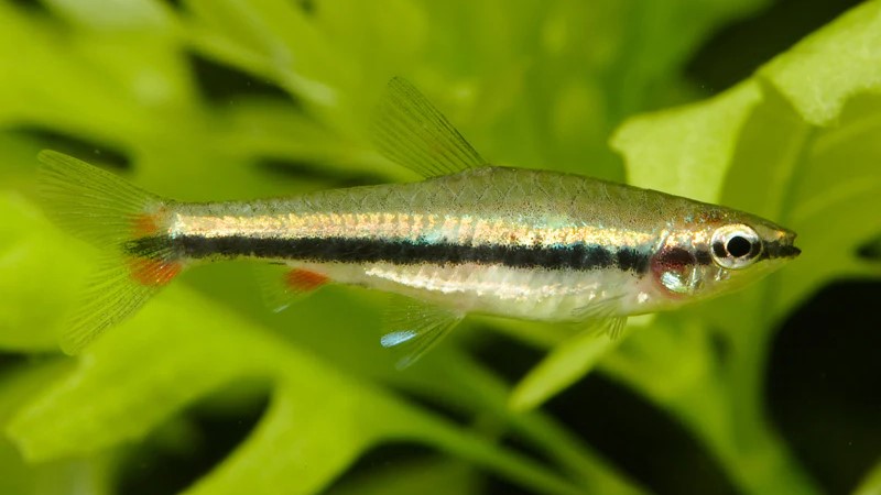 One-Lined Pencilfish: Habitat, Care, Aquarium Maintenance