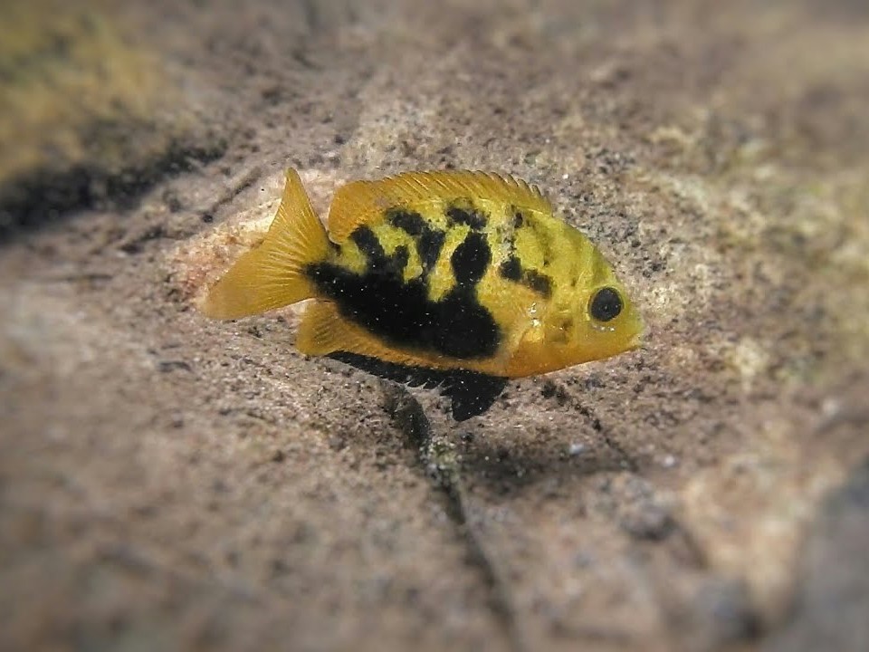 Orange Chromide: Habitat, Care, Aquarium Maintenance