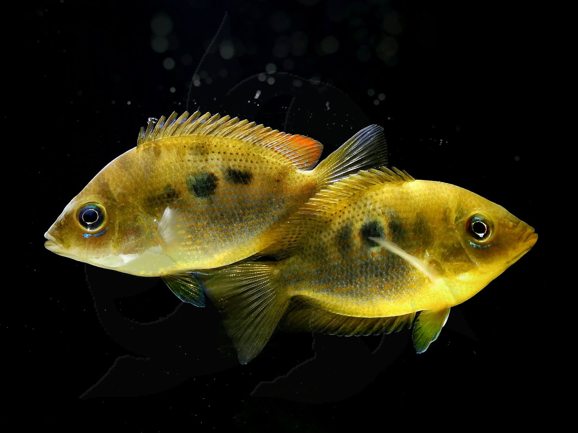 Orange Chromide: Habitat, Care, Aquarium Maintenance