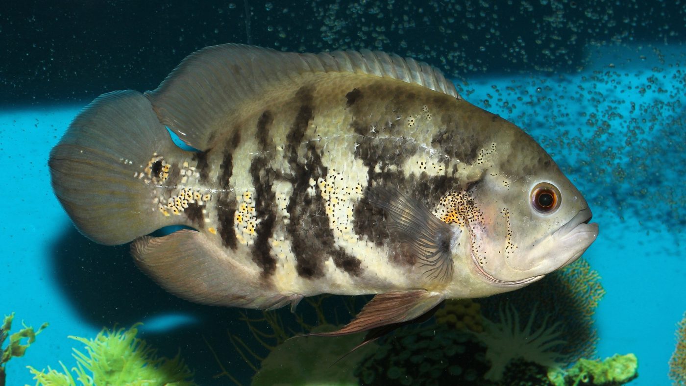 Oscar: Habitat, Care, Aquarium Maintenance