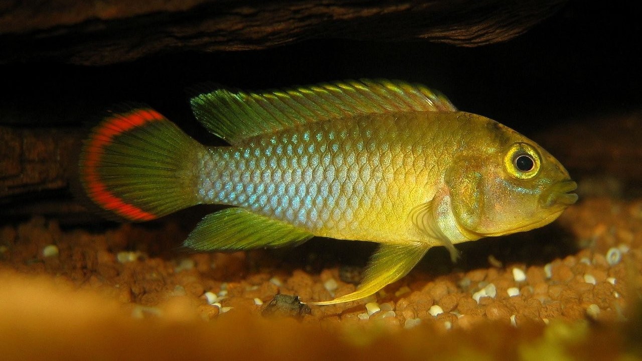 Panda Dwarf Cichlid: Habitat, Care, Aquarium Maintenance