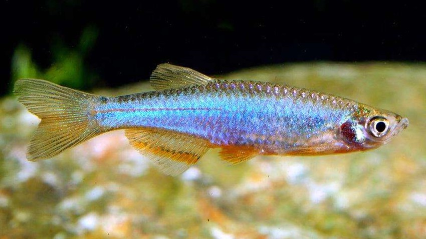 Pearl Danio: Habitat, Care, Aquarium Maintenance