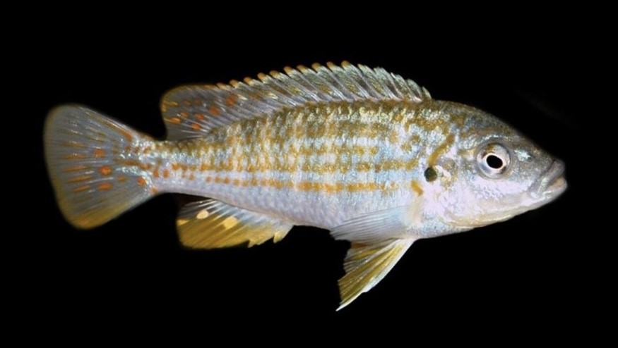 Pearl Of Likoma: Habitat, Care, Aquarium Maintenance