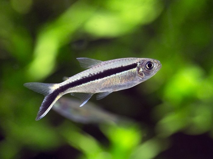 Penguin Tetra: Habitat, Care, Aquarium Maintenance