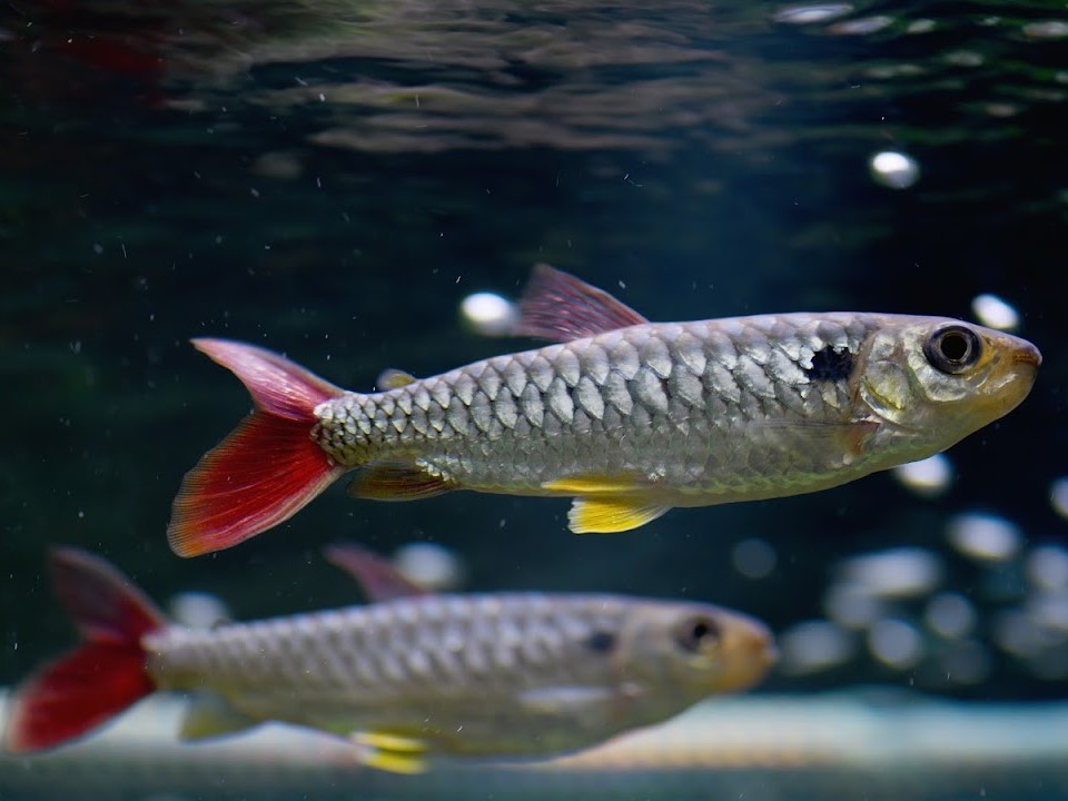 Pink-Tail Chalceus: Habitat, Care, Aquarium Maintenance