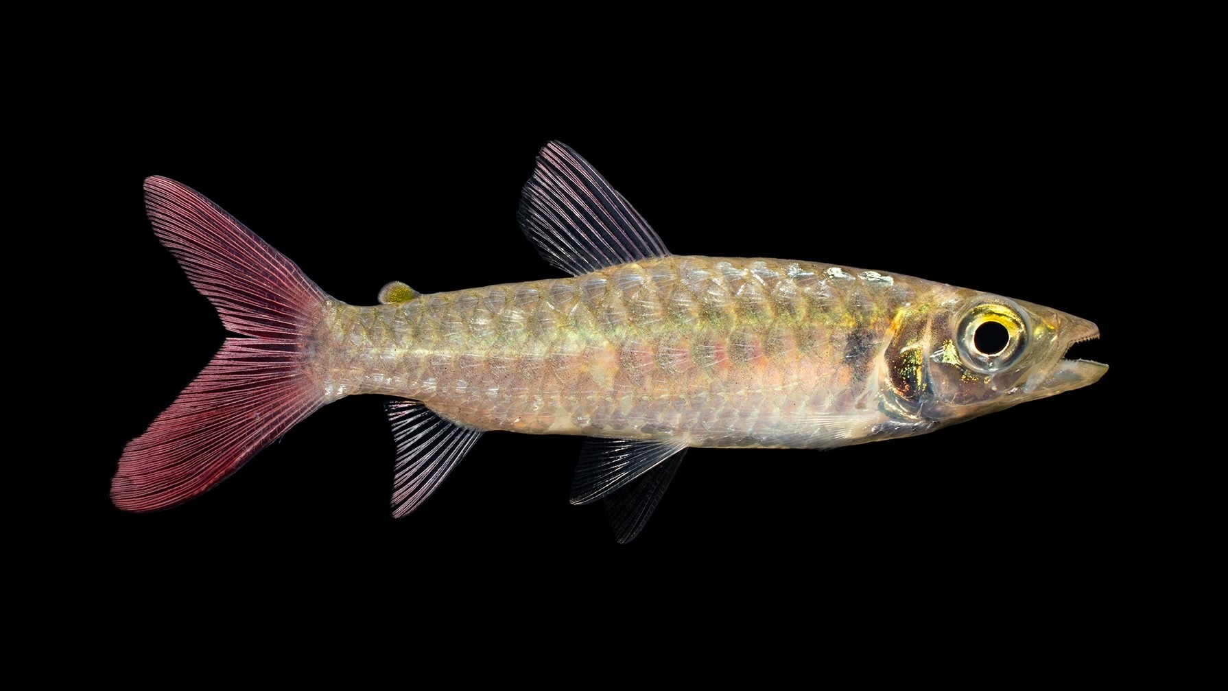 Pink-Tail Chalceus: Habitat, Care, Aquarium Maintenance