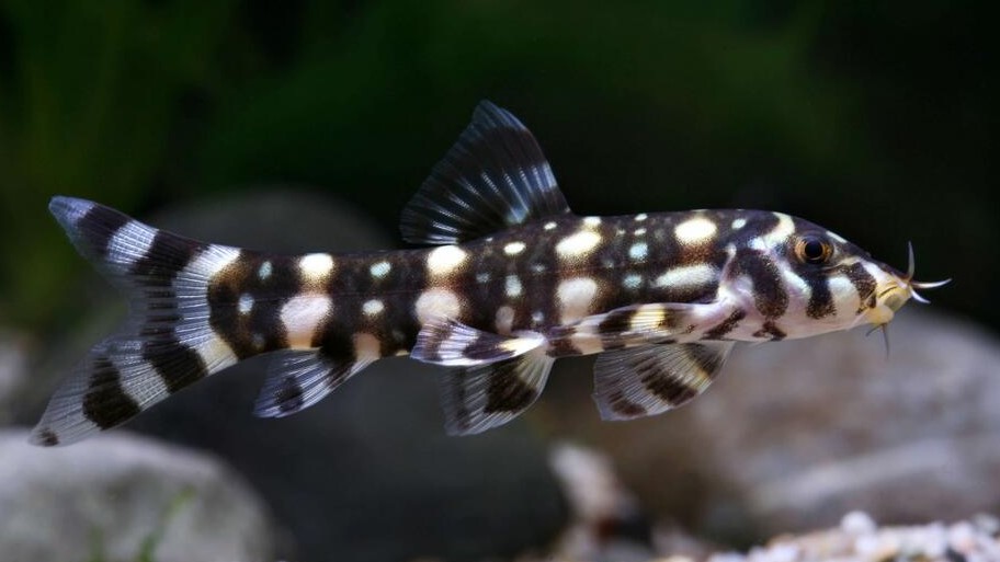 Polka-Dot Loach - Fello.pet