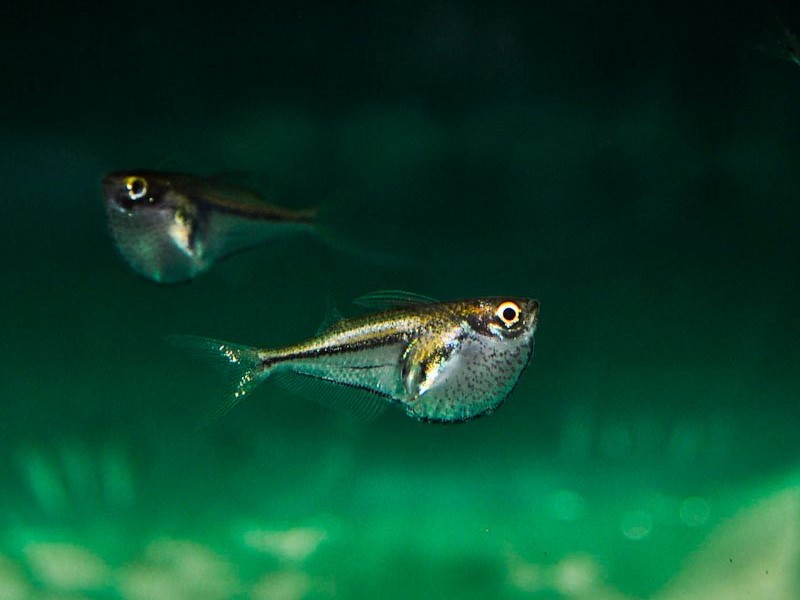 Pygmy Hatchetfish: Habitat, Care, Aquarium Maintenance