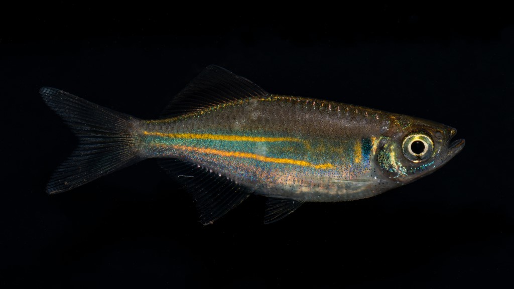 Queen Danio: Habitat, Care, Aquarium Maintenance