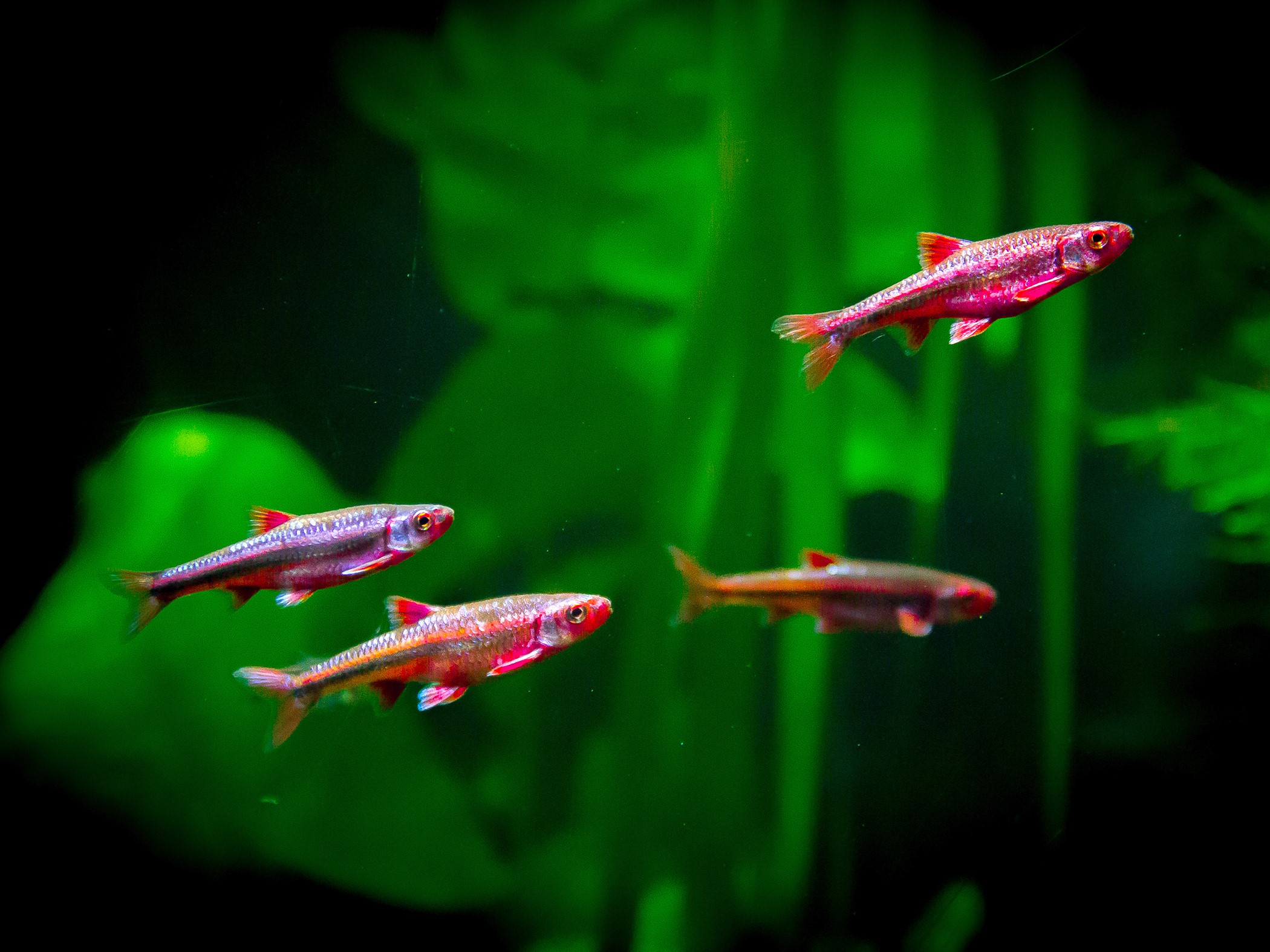 Rainbow Shiner: Habitat, Care, Aquarium Maintenance