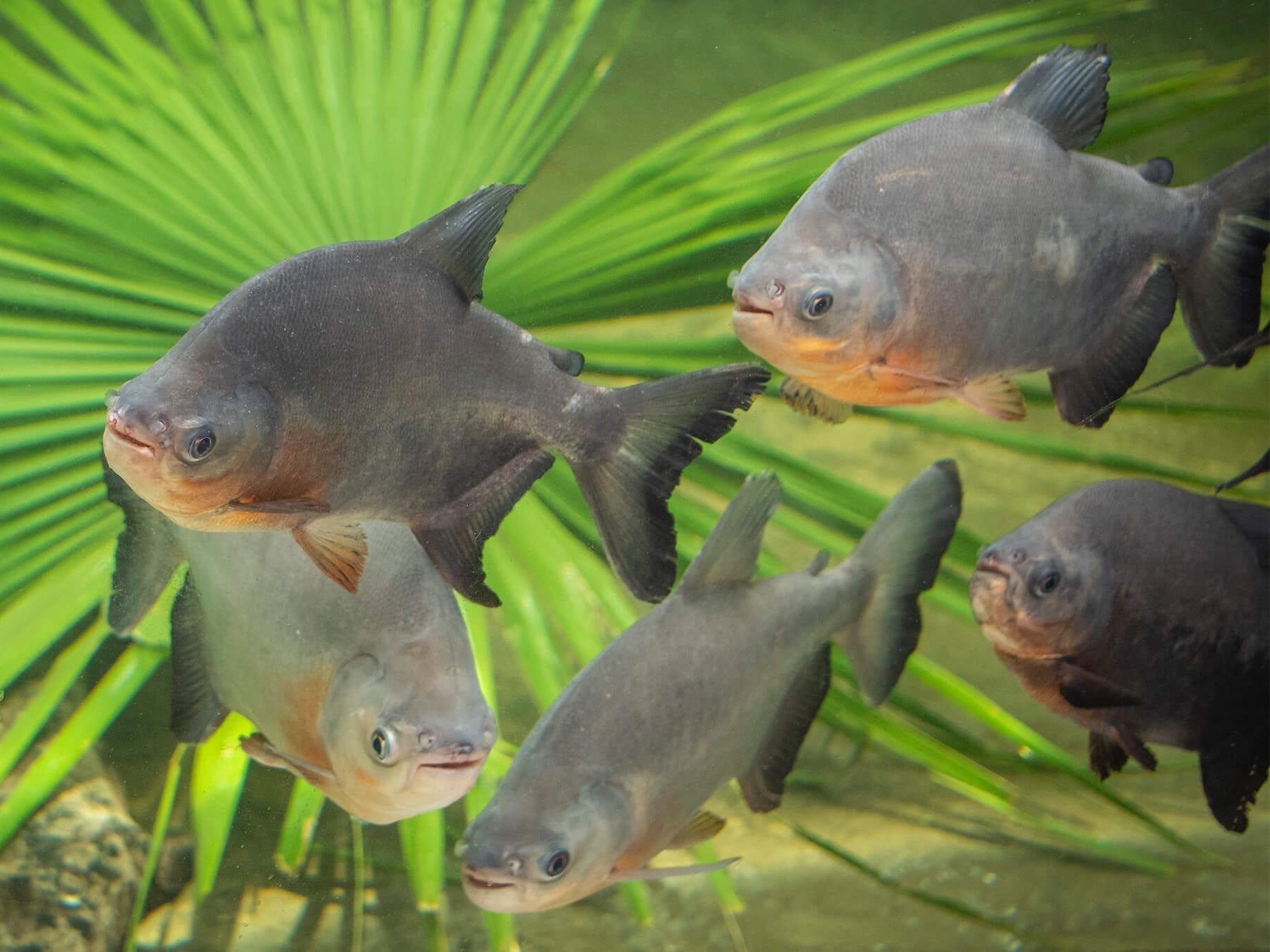Red-Bellied Pacu: Habitat, Care, Aquarium Maintenance