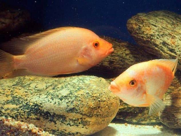 Red Devil Cichlid: Habitat, Care, Aquarium Maintenance