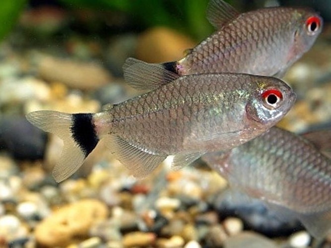 Red Eye Tetra: Habitat, Care, Aquarium Maintenance