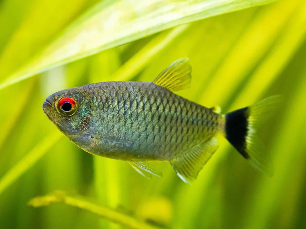 Red Eye Tetra: Habitat, Care, Aquarium Maintenance