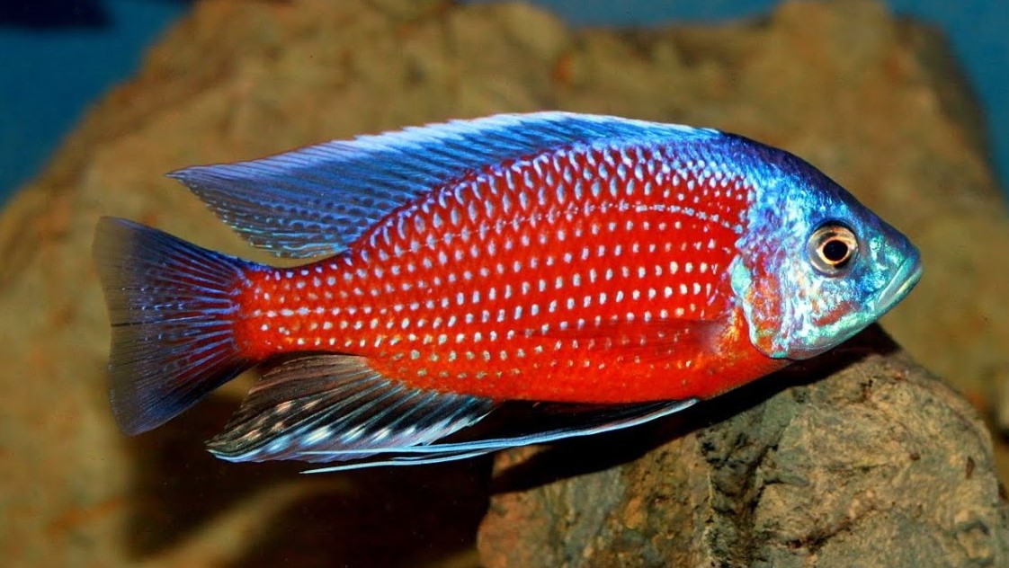 Red Fin Hap: Habitat, Care, Aquarium Maintenance