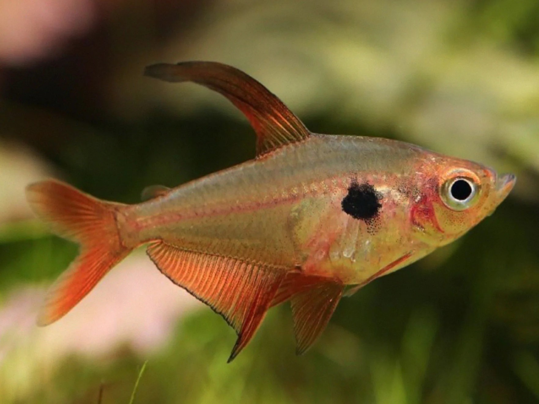 Red Phantom Tetra: Habitat, Care, Aquarium Maintenance