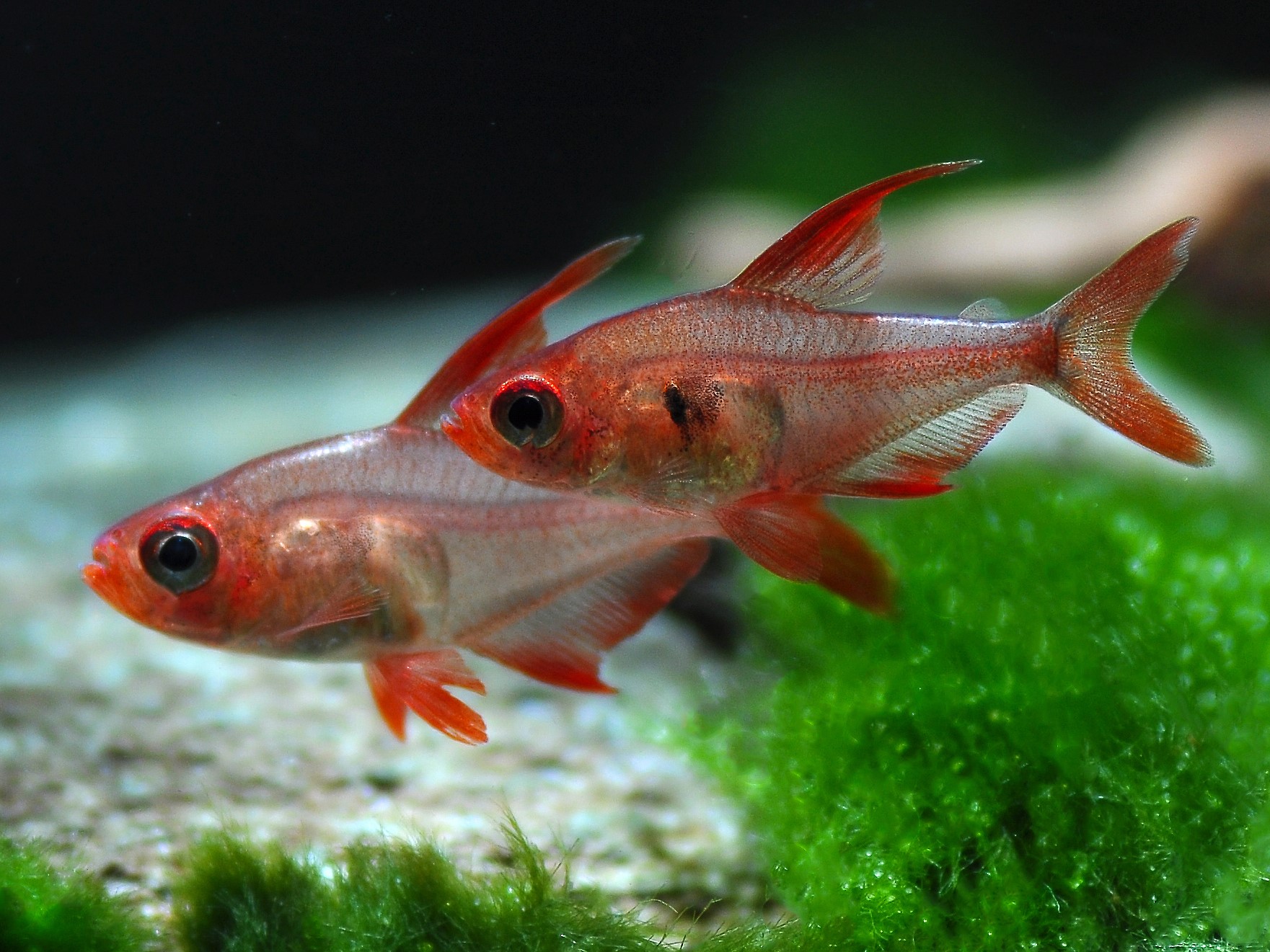 Red Phantom Tetra: Habitat, Care, Aquarium Maintenance