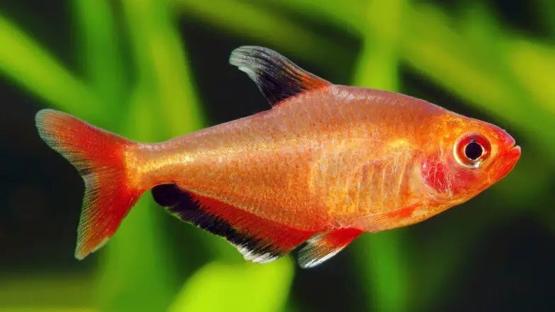 Red Phantom Tetra: Habitat, Care, Aquarium Maintenance