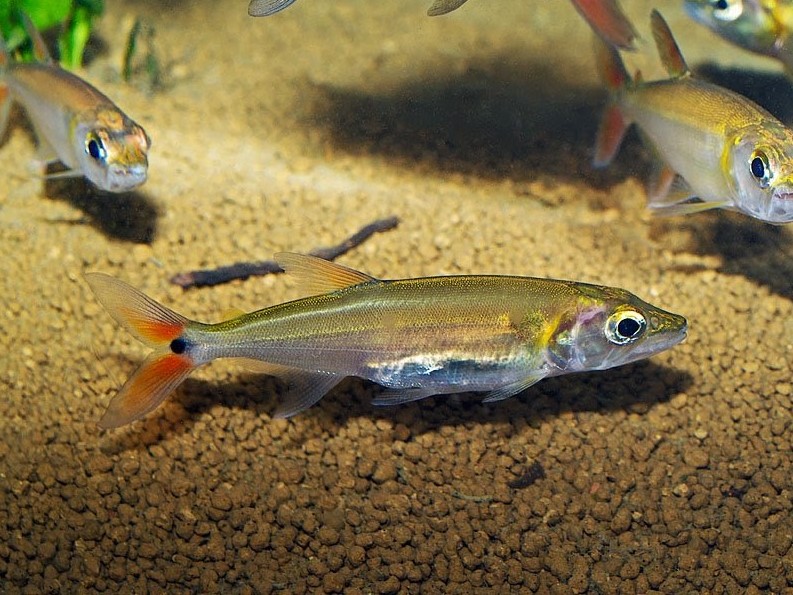 Red Tail Barracuda: Habitat, Care, Aquarium Maintenance