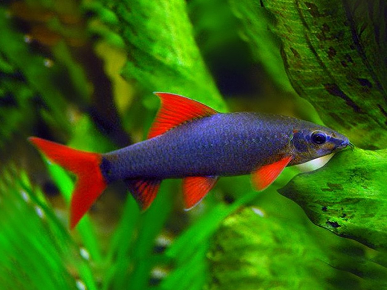 Red-Tailed Black Shark: Habitat, Care, Aquarium Maintenance